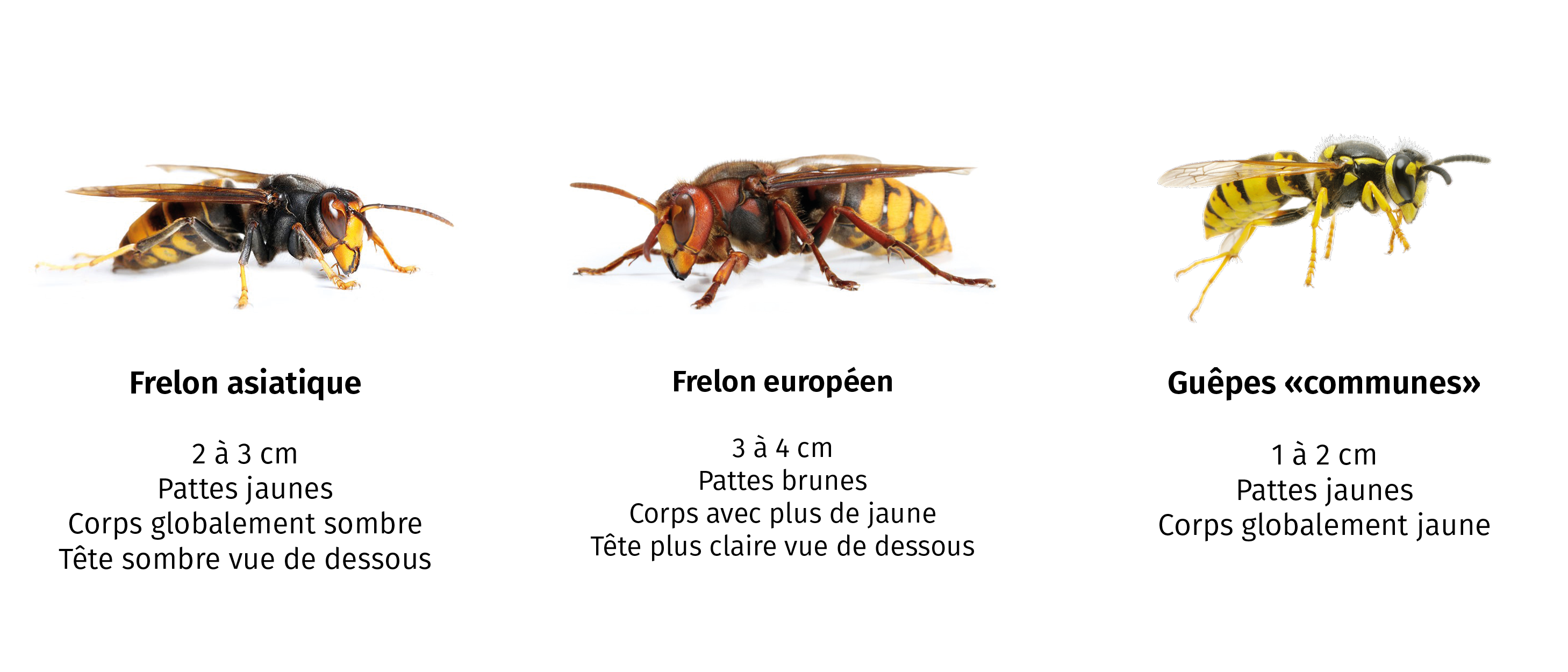 Le frelon asiatique | Bethune-Bruay.fr